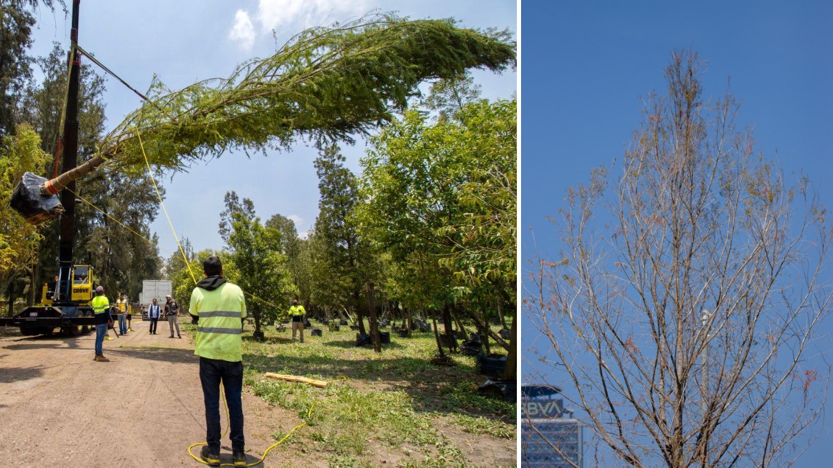 Podría ser reemplazado el ahuehuete de Paseo de la Reforma